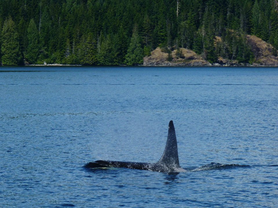 Resident Orca Take Center Stage – Other Sightings Too – Whales and ...